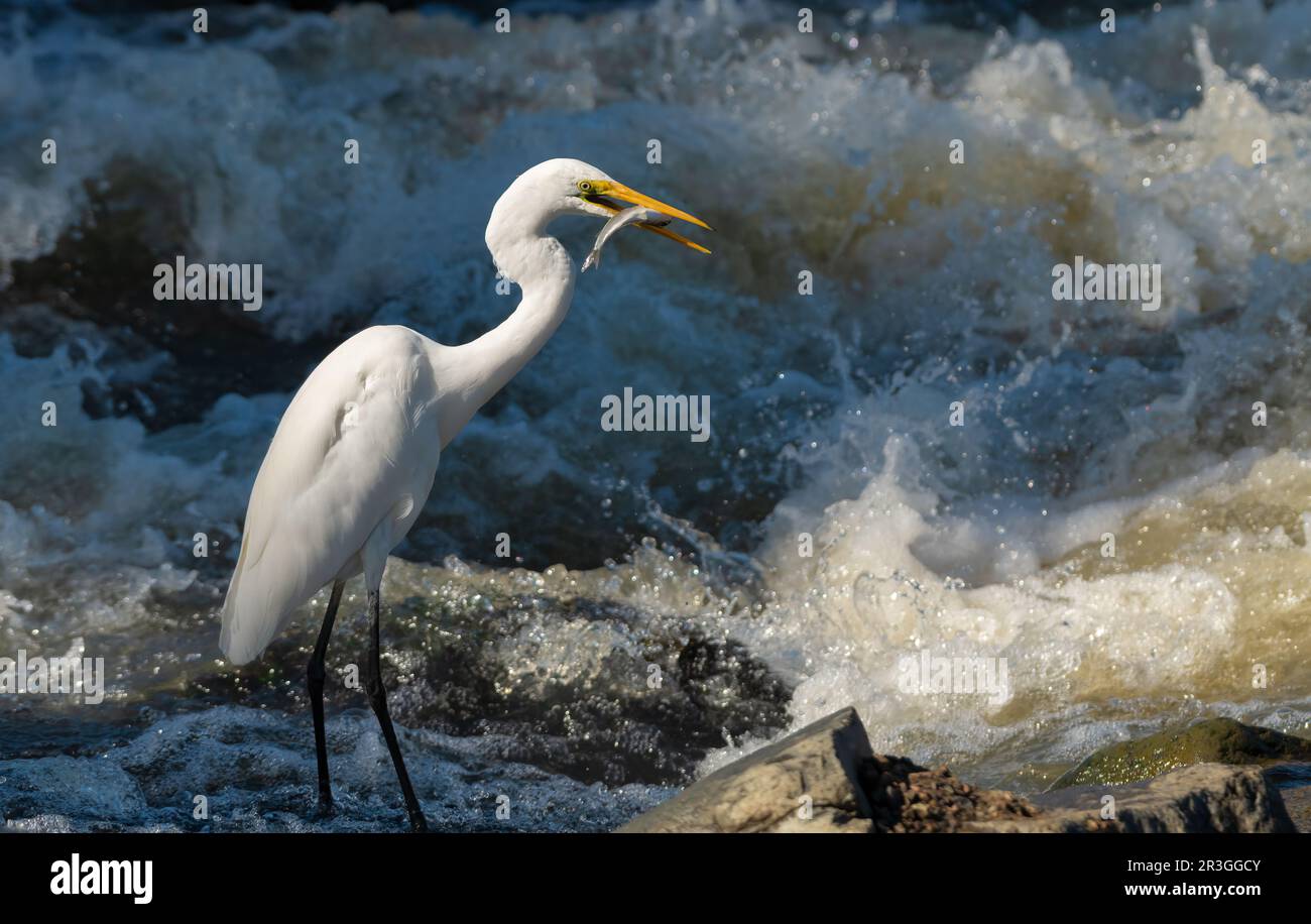 The eastern great egret (Ardea alba modesta) has a wide distribution ...