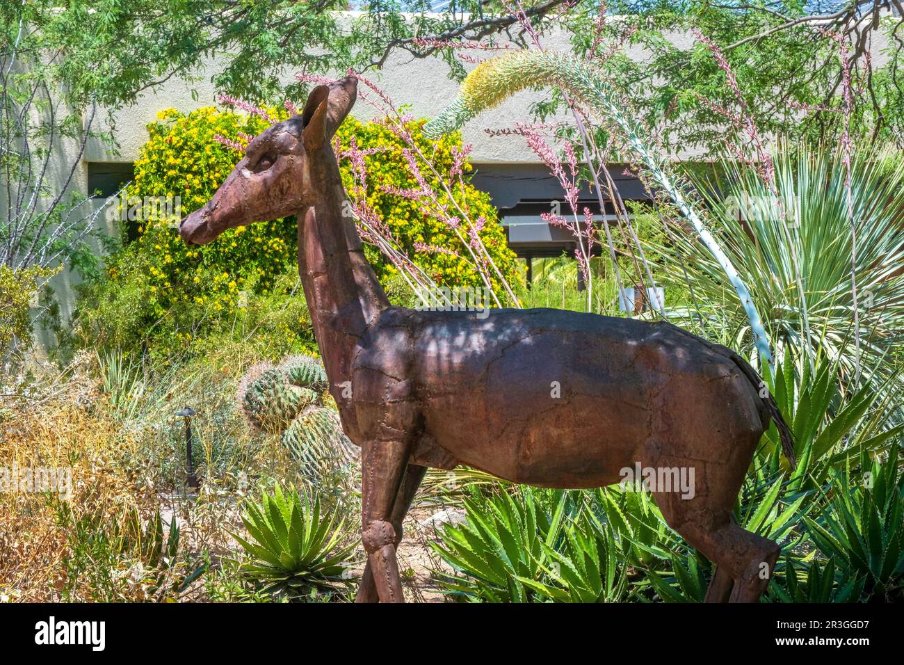 Tohono chul gardens hi-res stock photography and images - Alamy