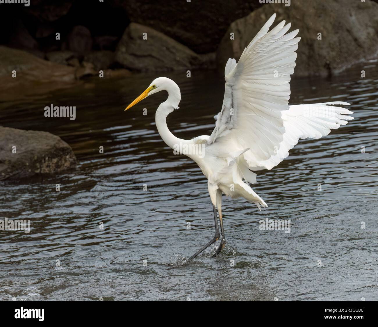 The eastern great egret (Ardea alba modesta) has a wide distribution ...