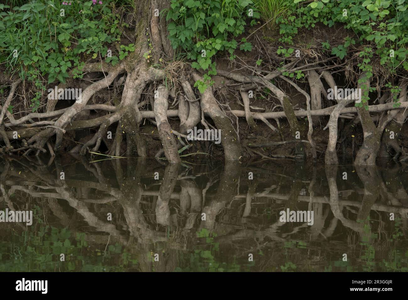 Root system in the river valley Stock Photo - Alamy