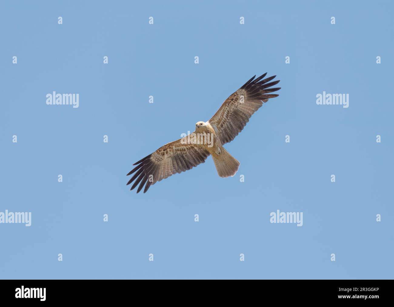 Australian avian hi-res stock photography and images - Alamy