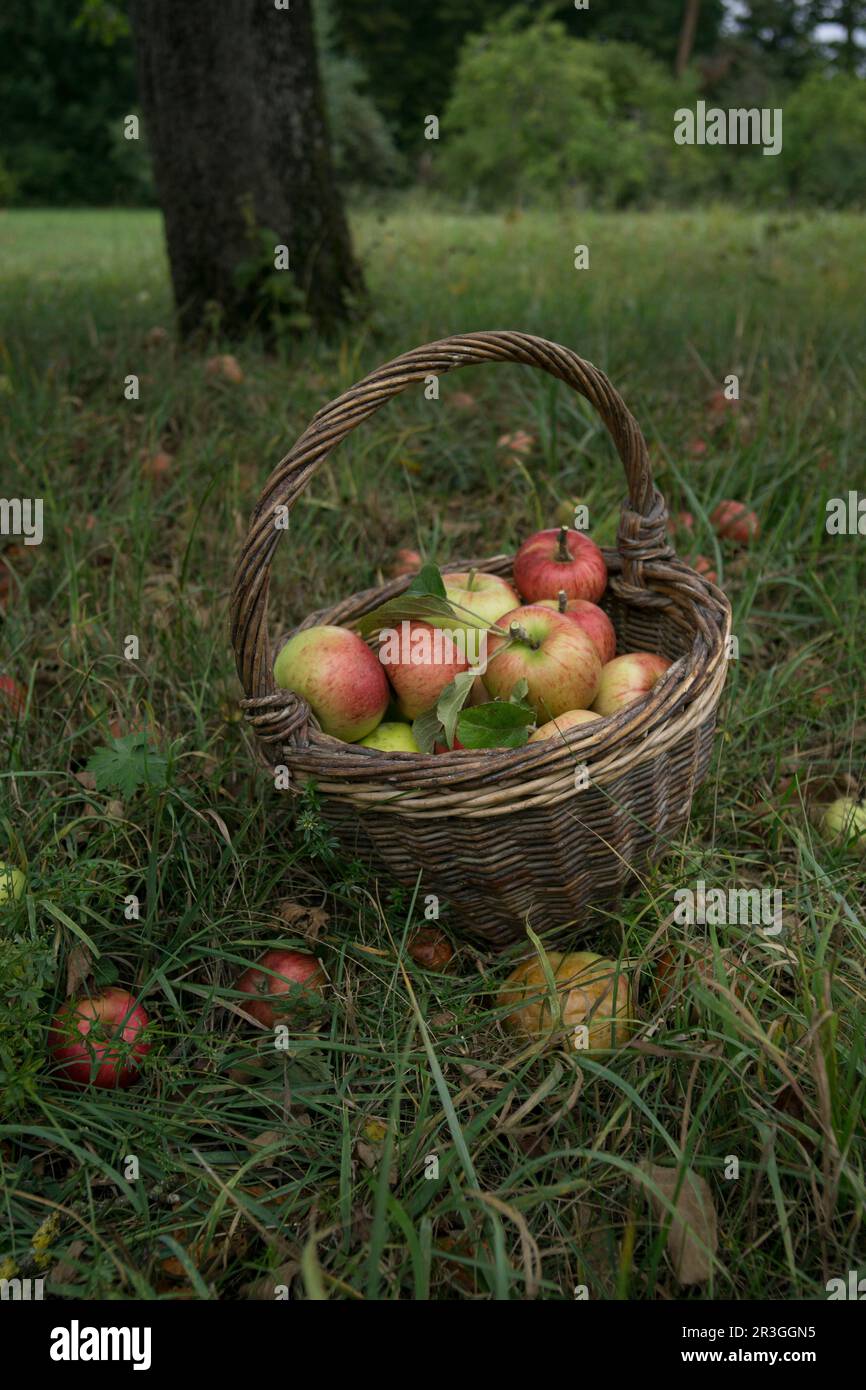 Harvest fruit hi-res stock photography and images - Alamy