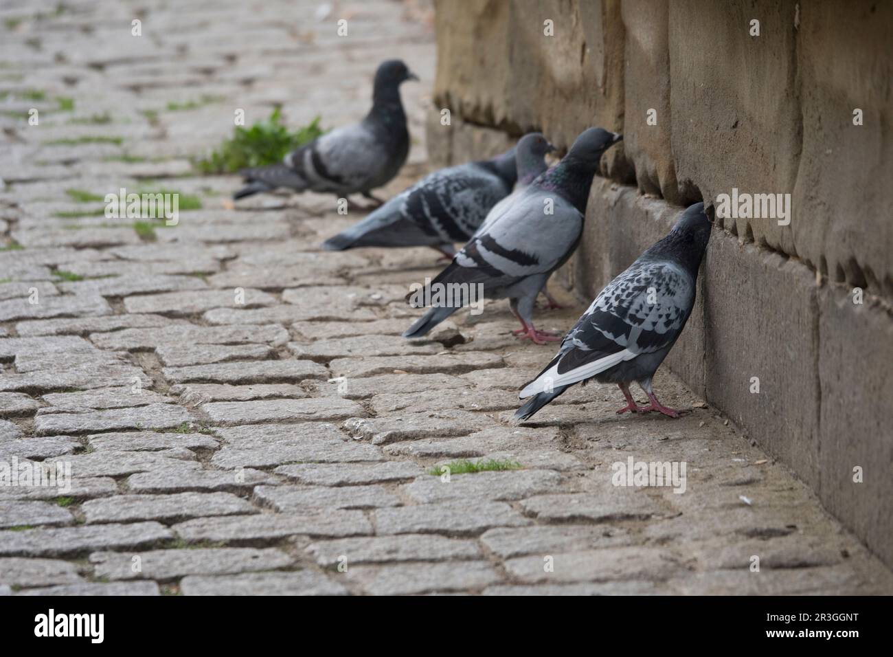 Several pigeon damaging sand stone Stock Photo - Alamy