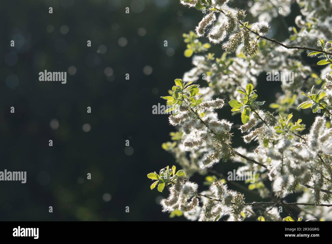 Pollinose hi-res stock photography and images - Alamy