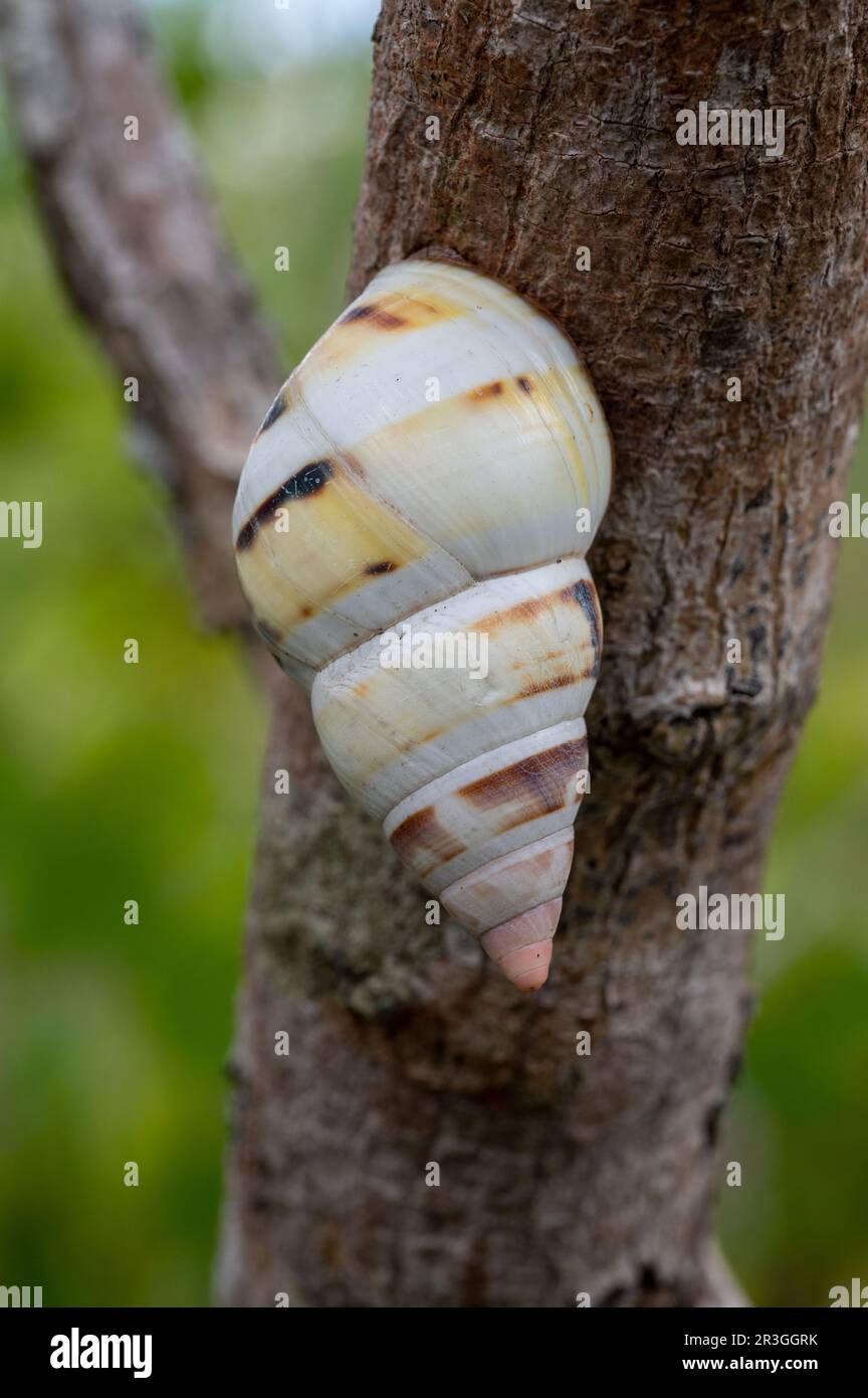 Liguus Tree Snail - Liguus fasciatus - on Gumbo Limbo Tree - Bursera ...