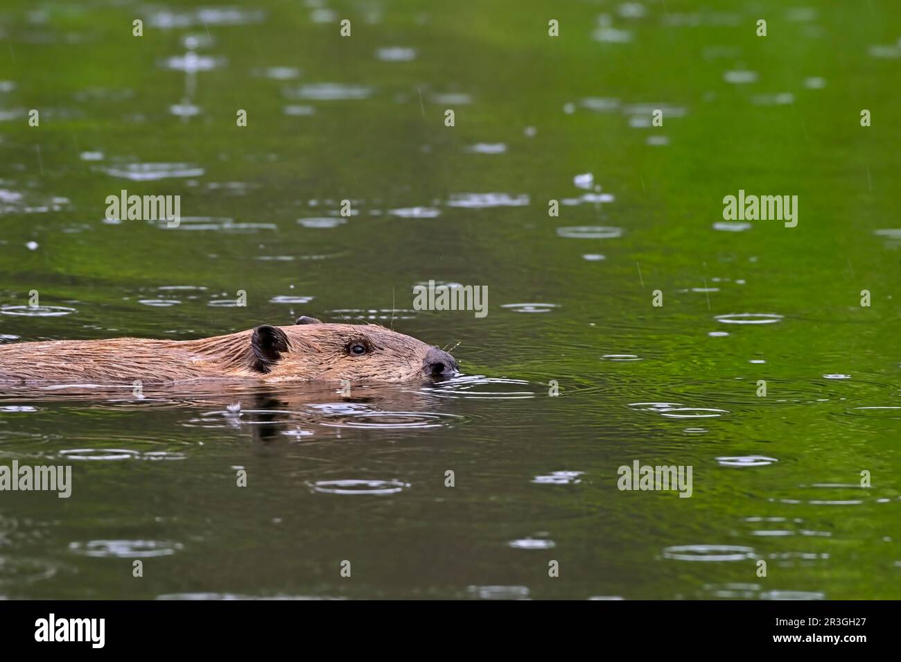 An adult beaver (Castor canadensis), swimming in his beaver pond in the ...