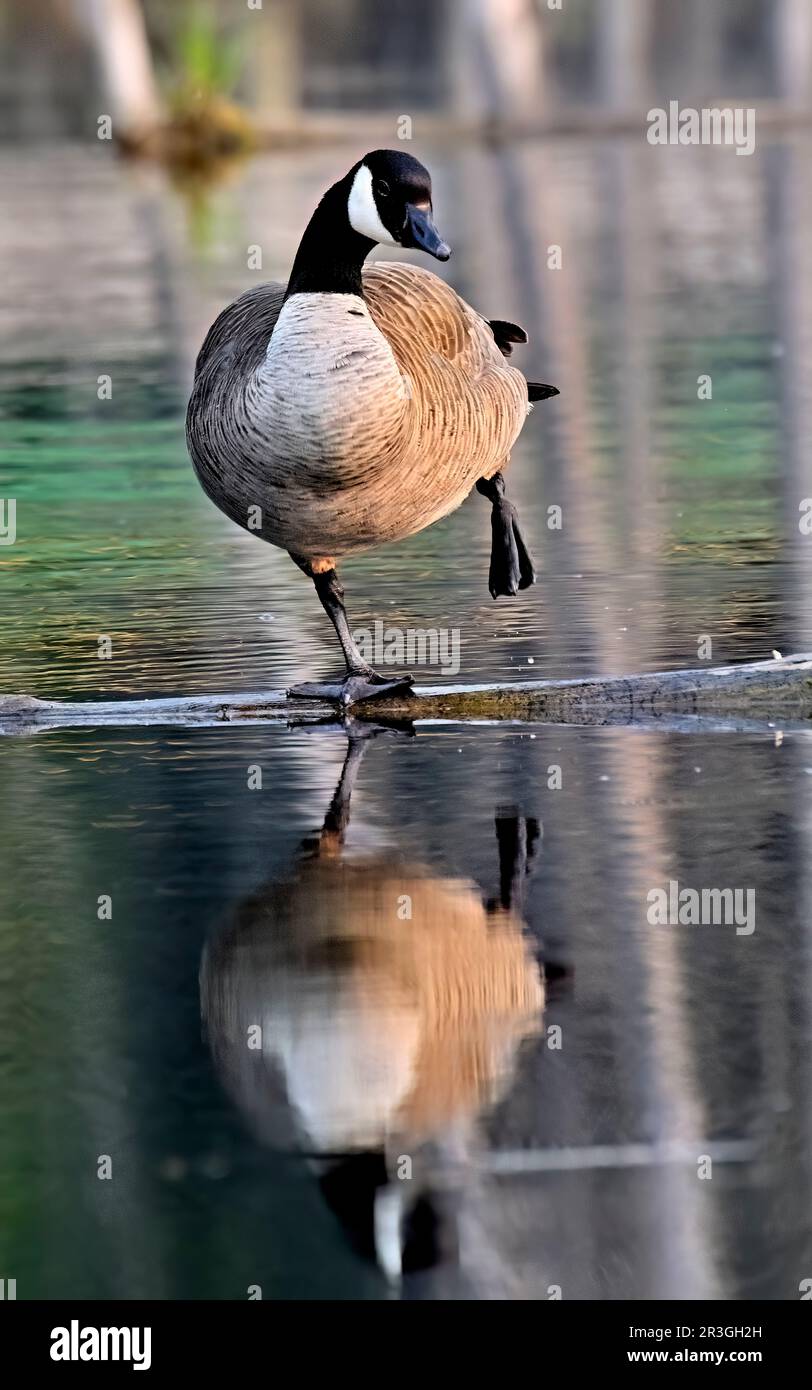 A vertical image of an adult Canada Goose "Branta canadensis", standing ...