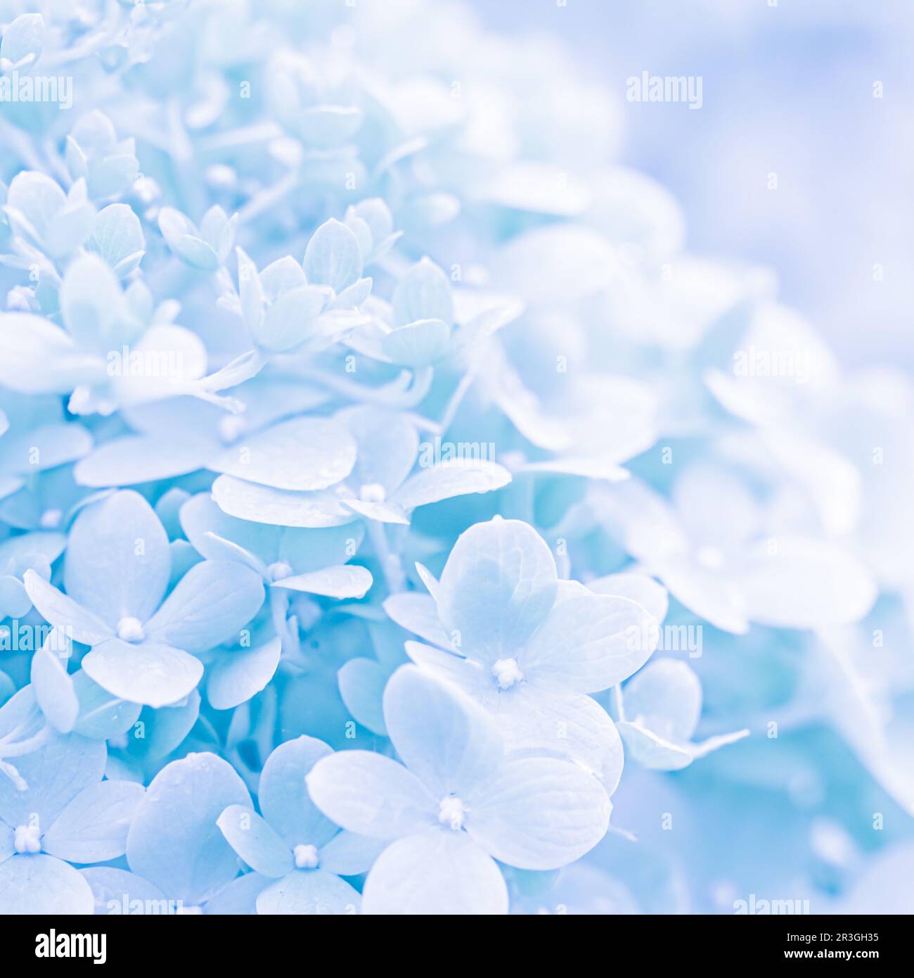Detail blue hydrangea flowers hi-res stock photography and images - Alamy