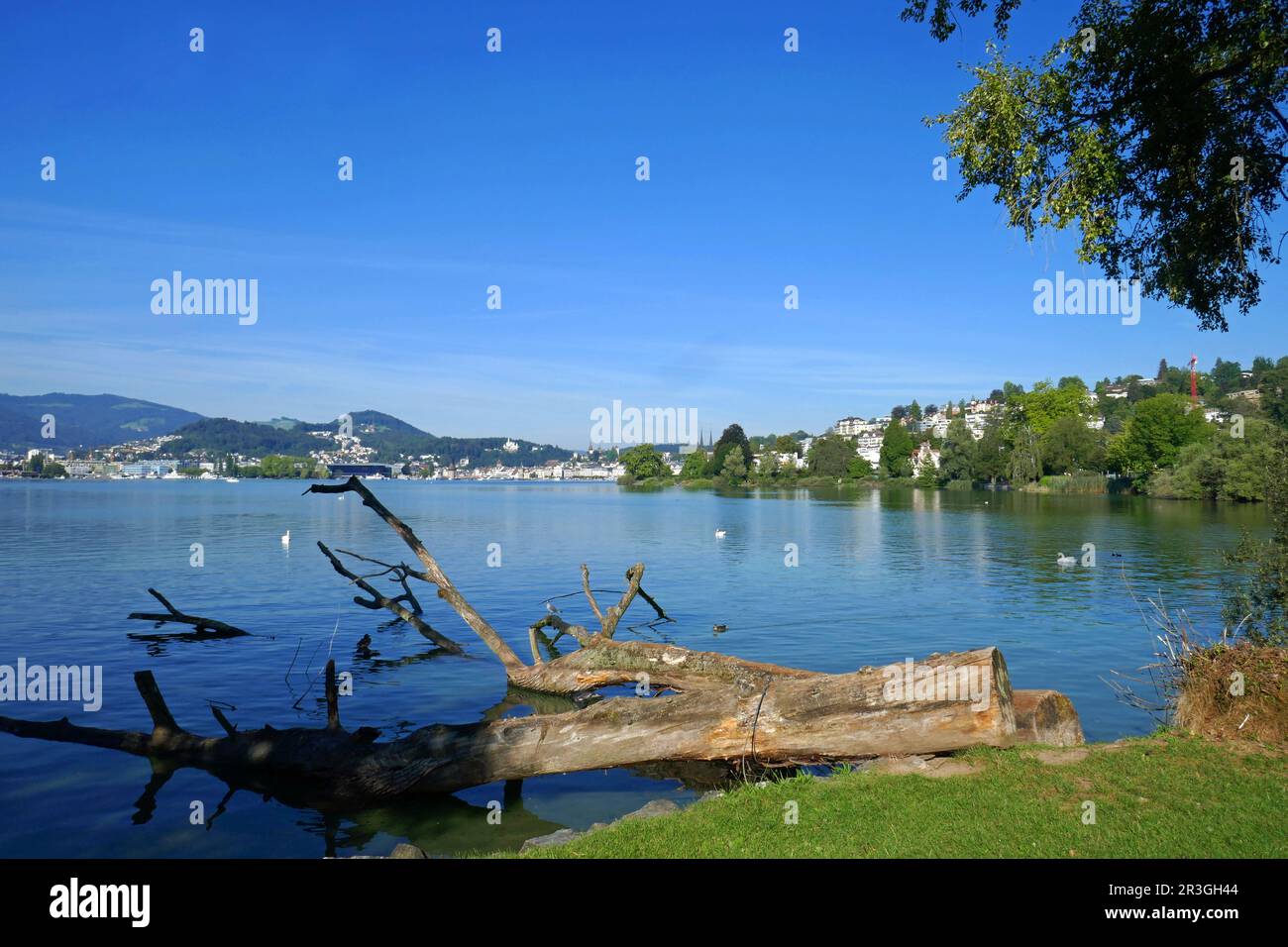 Lucerne on Lake Lucerne Stock Photo - Alamy