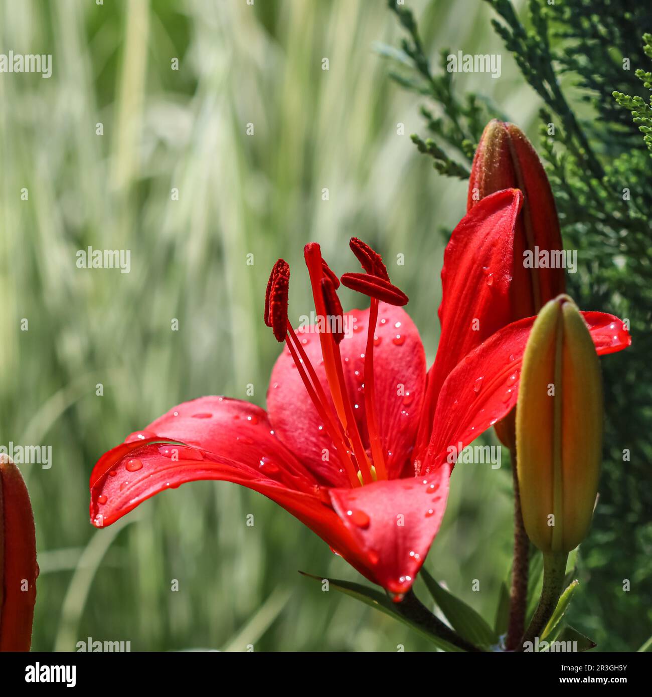 Red lily with dew drops in the garden. Gardening concept Stock Photo ...