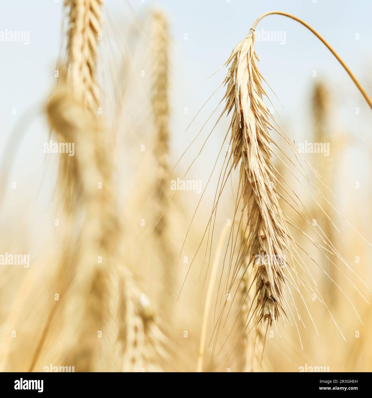 Dry ripe rye spicas of meadow field. Rural scenery, natural background ...