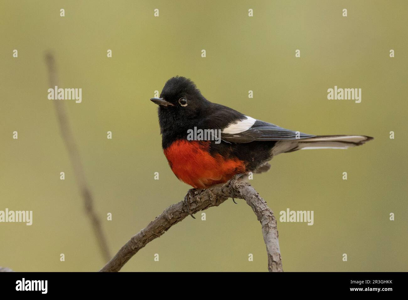 Painted Redstart (Myioborus picts) at Cave Creek Canyon, Cochise County ...