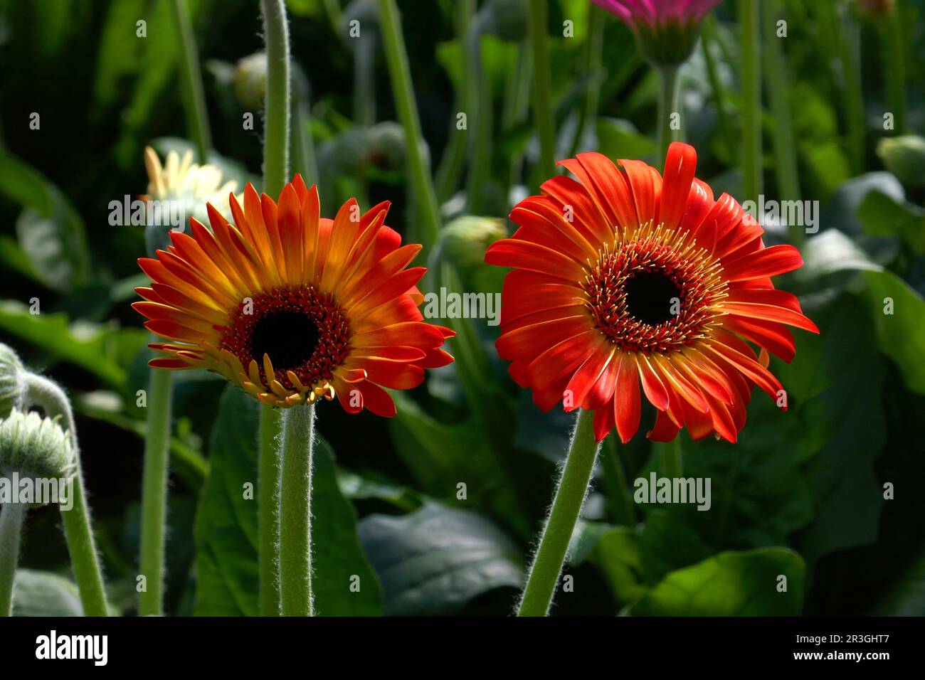 Gerbera daisy container hi-res stock photography and images - Alamy