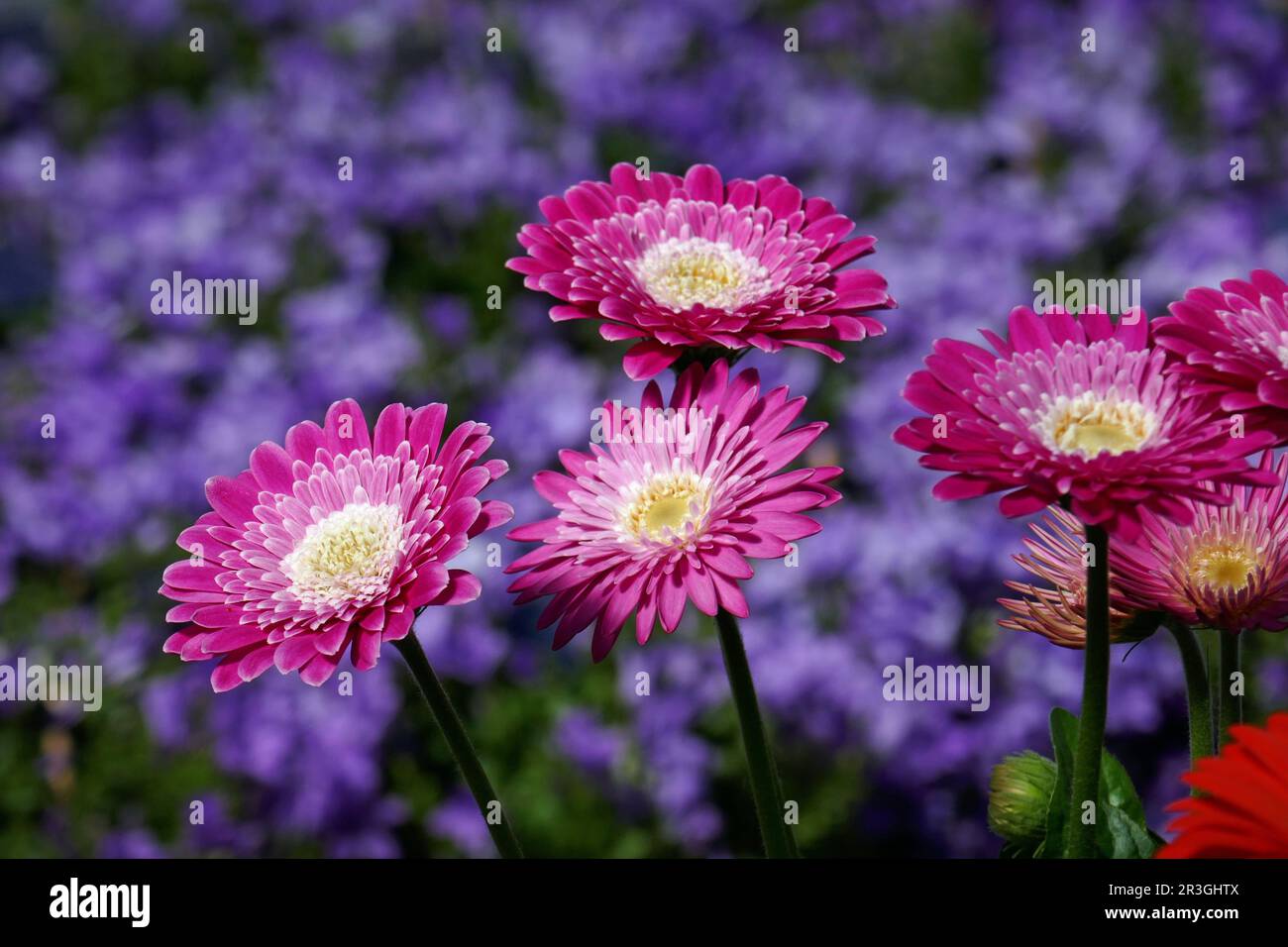 Light pink gerbera hi-res stock photography and images - Alamy
