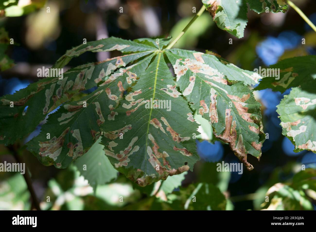 Leaf miner damage to a horse chestnut tree Stock Photo - Alamy
