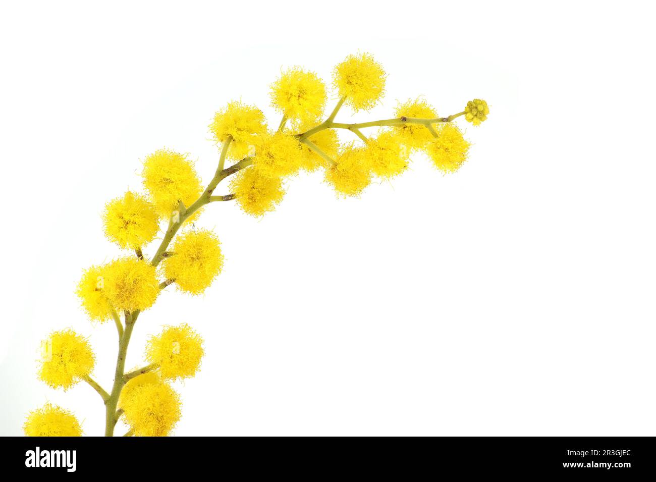 Acacia dealbata yellow fluffy balls in close-up over white background ...
