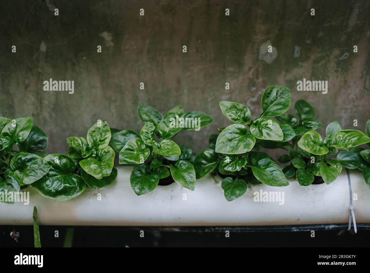 Top view of spinach plants propagated by hydroponics Stock Photo - Alamy