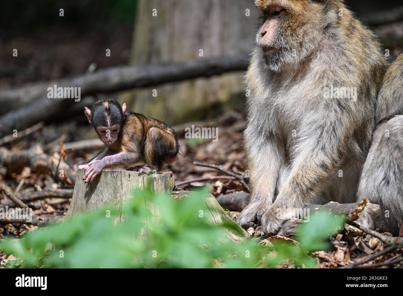 Salem, Germany. 23rd May, 2023. A few days old baby Barbary ape sits ...