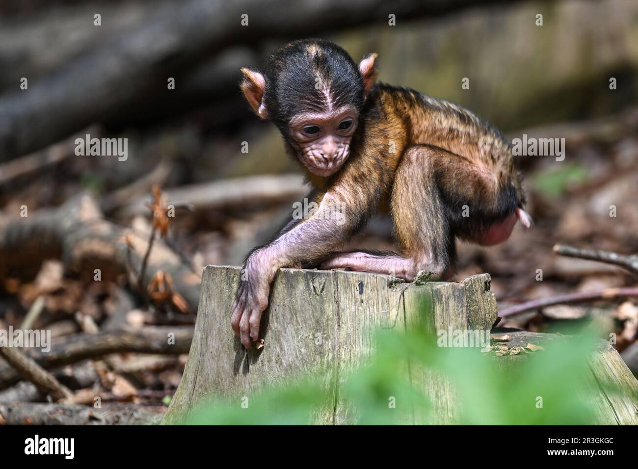 Salem, Germany. 23rd May, 2023. A few days old baby Barbary ape sits ...