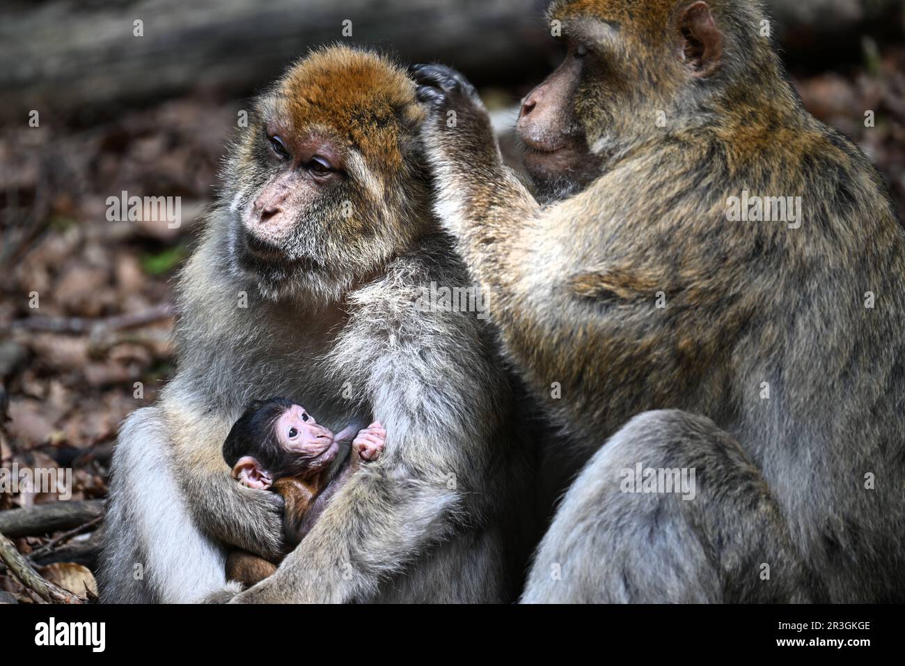 Salem, Germany. 23rd May, 2023. A few days old baby Barbary ape sits in ...