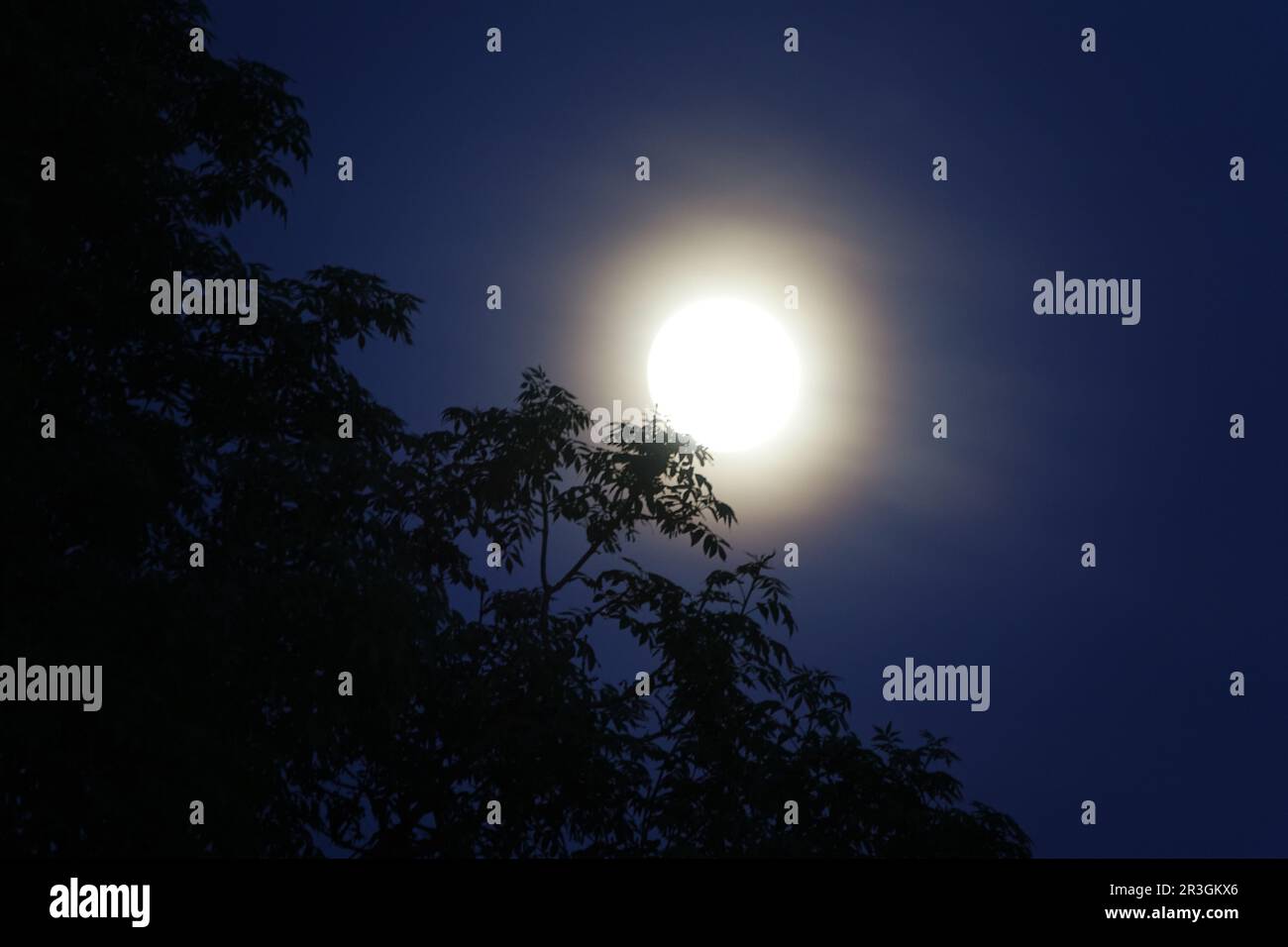 Full moon behind tree Stock Photo - Alamy