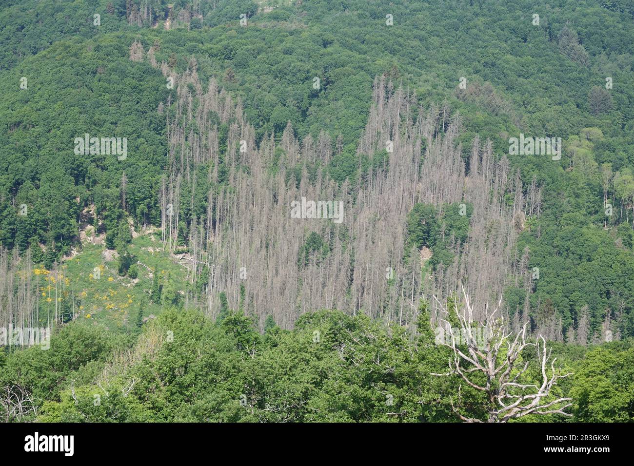 Forest dieback in the Westerwald Stock Photo - Alamy