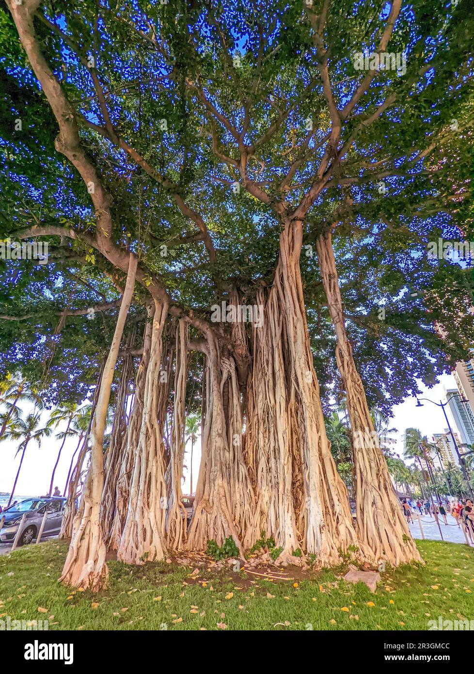 Nature and plants in park around waikiki hawaii Stock Photo - Alamy