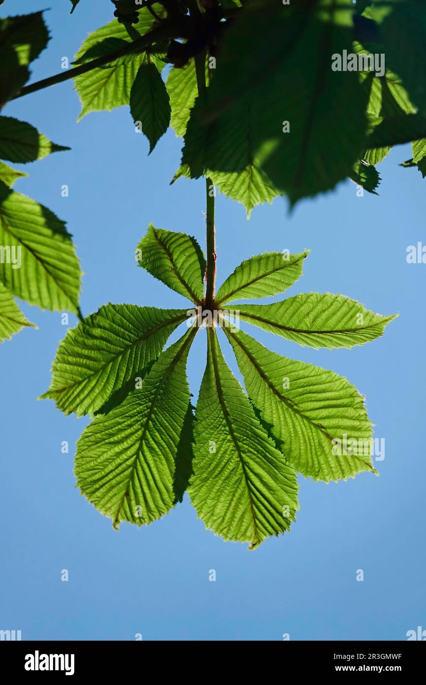 Chestnut tree (Aesculus hippocastanum), spring, Germany Stock Photo - Alamy