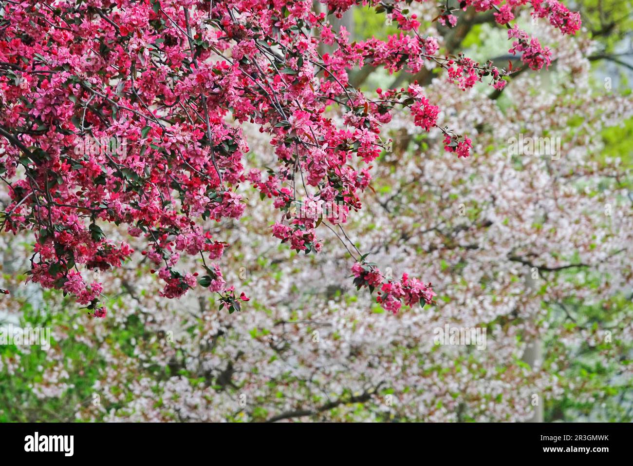Deciduous tree spring hi-res stock photography and images - Alamy