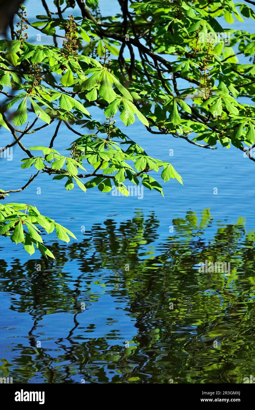 Chestnut tree (Aesculus hippocastanum), spring, Germany Stock Photo - Alamy