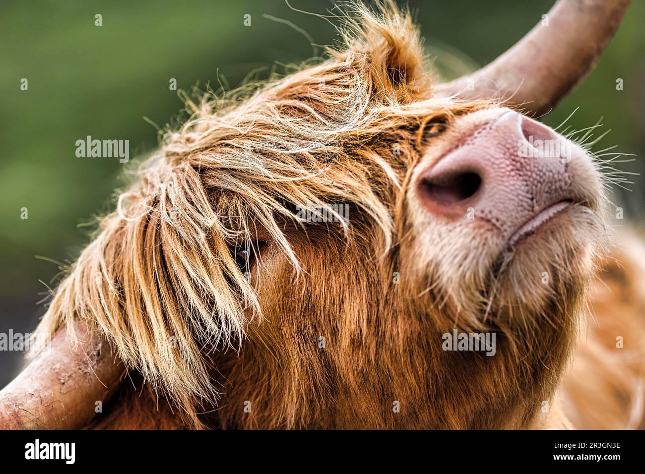 Scottish Highland Cattle (Bos primigenius f. taurus), Highland Cattle ...