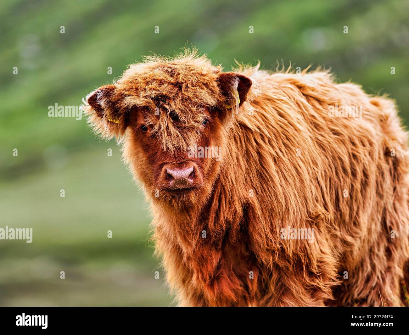 Scottish Highland Cattle (Bos primigenius f. taurus), Highland Cattle ...