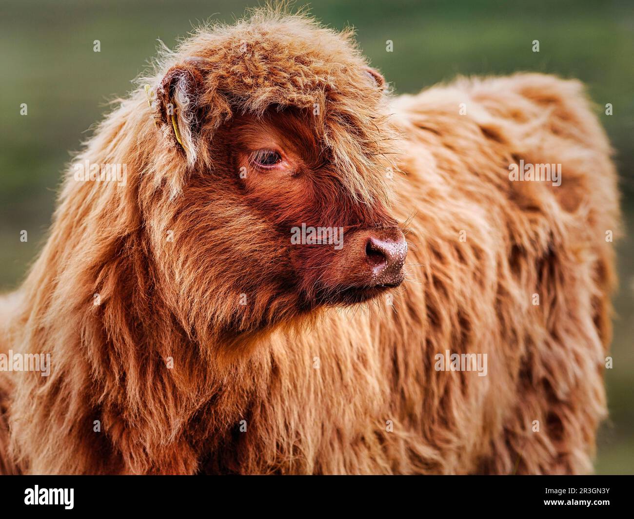 Scottish Highland Cattle (Bos primigenius f. taurus), Highland Cattle ...
