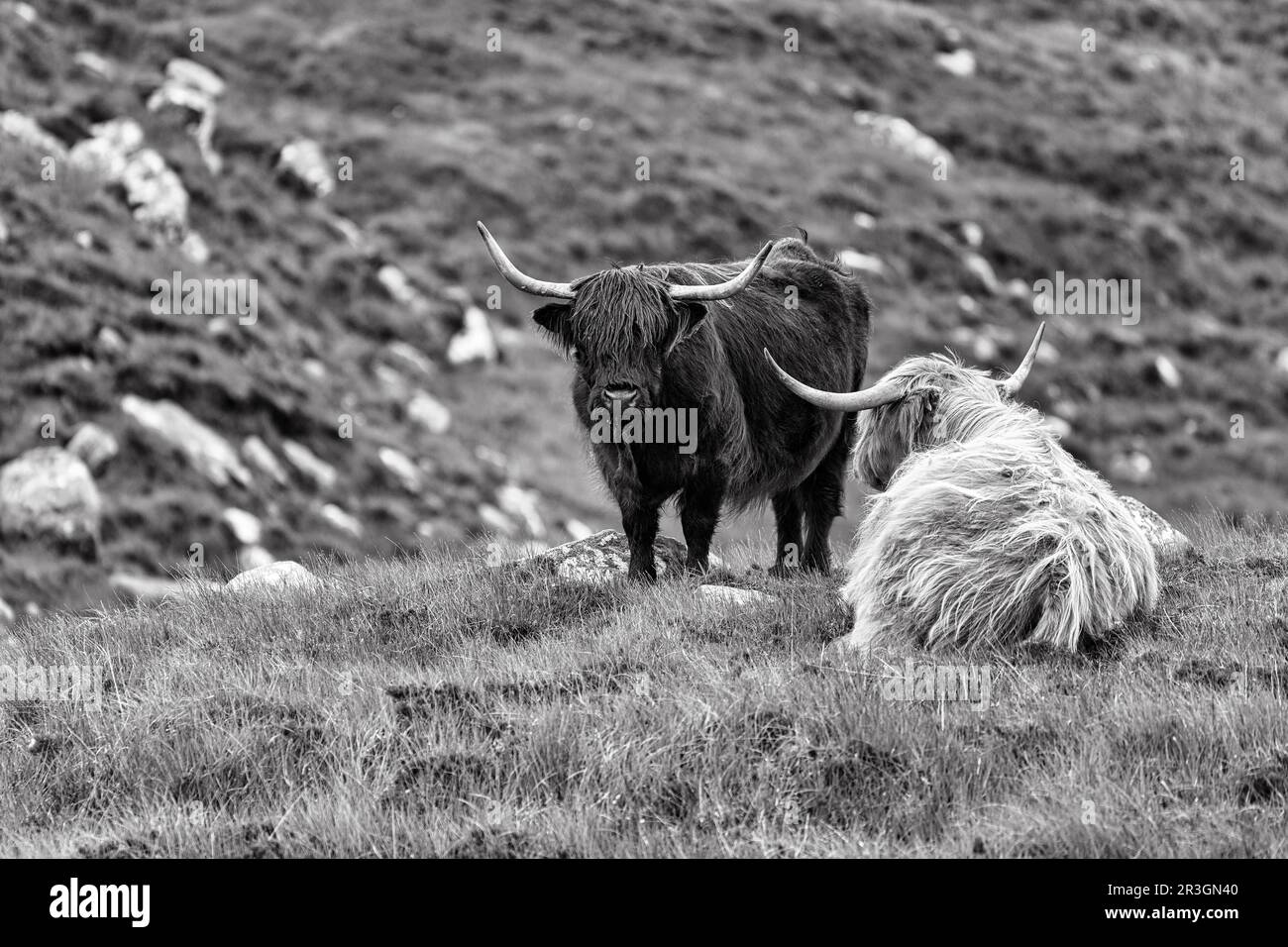Scottish Highland Cattle (Bos primigenius f. taurus), two Highland ...