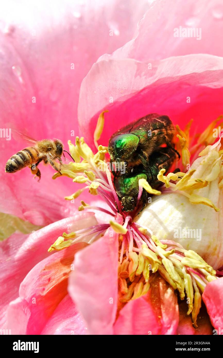 Peony (Paeonia), with rosebugs and bee, Germany Stock Photo - Alamy