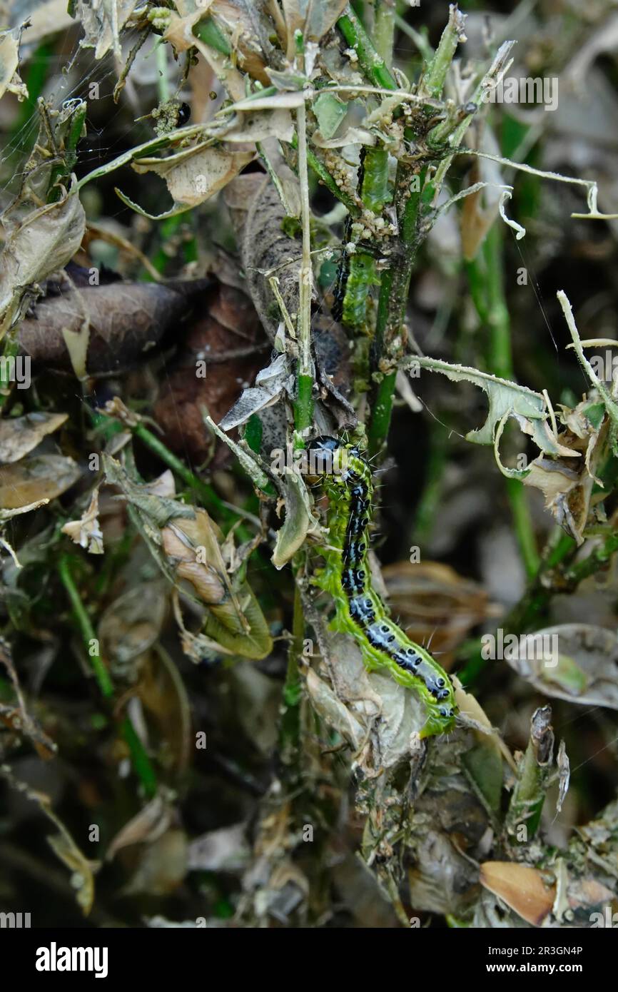 Common box (Buxus sempervirens), May, Germany Stock Photo - Alamy