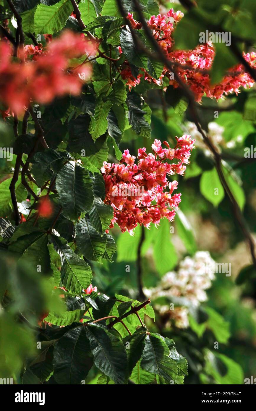 Tree month hi-res stock photography and images - Alamy