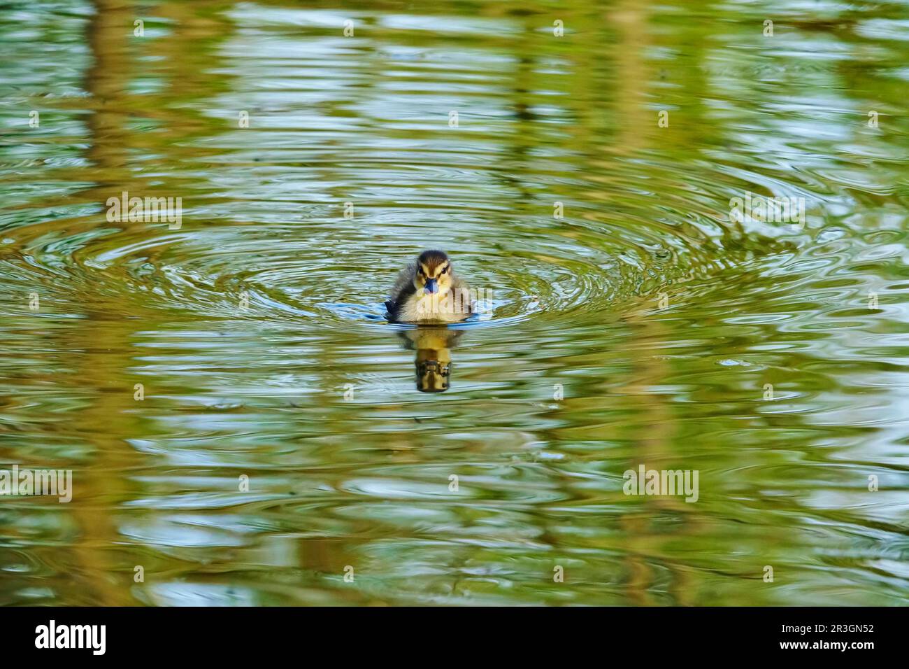 Small duck in the pond, spring, Germany Stock Photo - Alamy