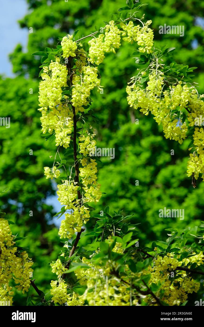 Golden rain plant hi-res stock photography and images - Alamy