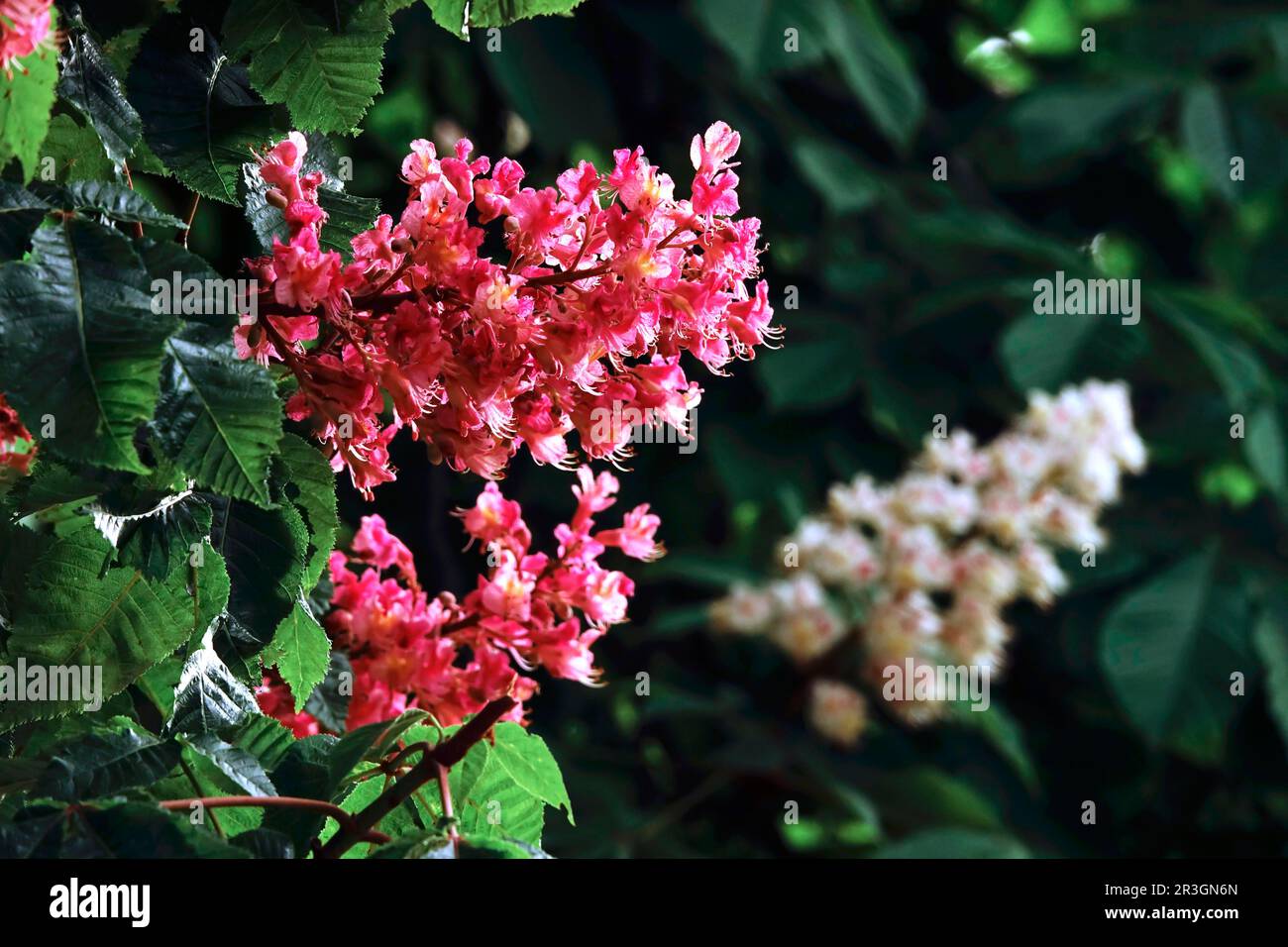 Tree month hi-res stock photography and images - Alamy
