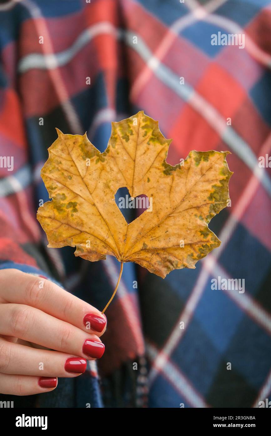 Stylish red female nails. Fall leaf with hole in heart shape in hands ...