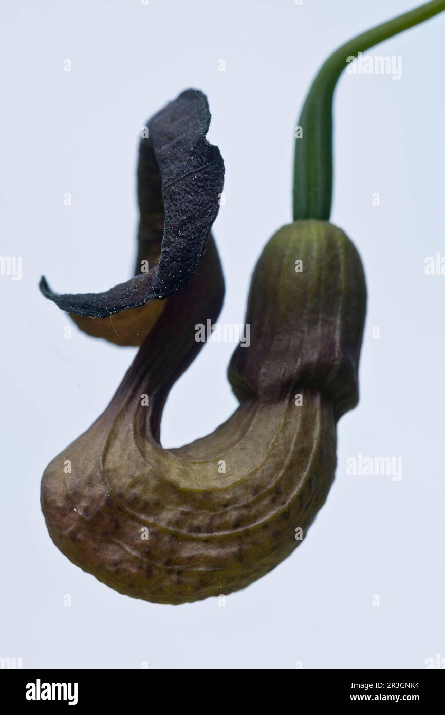 Flower of the pipevine (Aristolochia macrophalla), Emsland, Lower ...