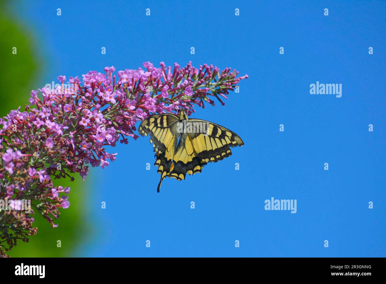 Butterfly : Swallowtail on butterfly bush Stock Photo - Alamy