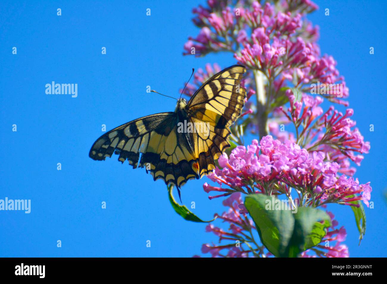 Butterfly : Swallowtail on butterfly bush Stock Photo - Alamy