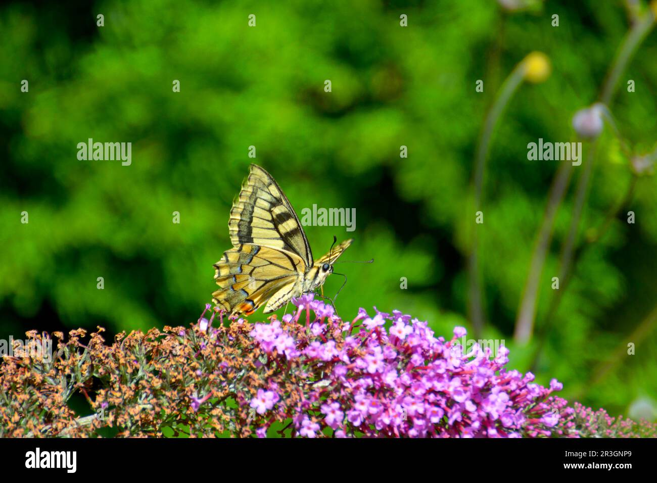 Butterfly : Swallowtail on butterfly bush Stock Photo - Alamy
