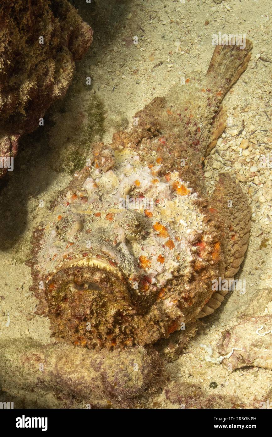 Large specimen of skipjack (Synanceia verrucosa) with spines with venom deadly to humans lies in ...