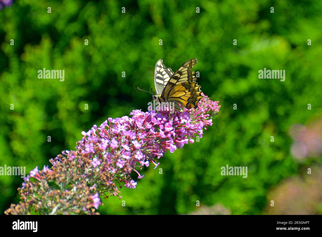 Butterfly : Swallowtail on butterfly bush Stock Photo - Alamy