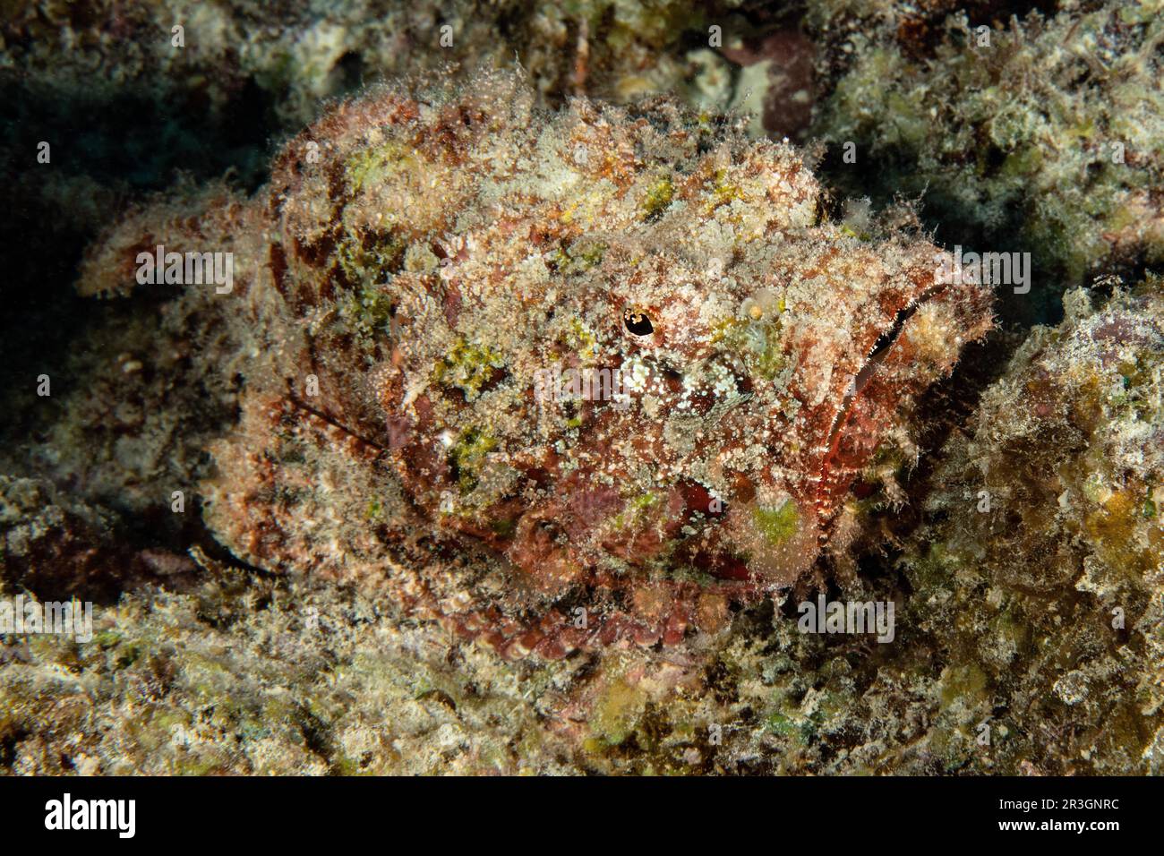 False stonefish (Scorpaenopsis diabolus) camouflaged like dead coral ...