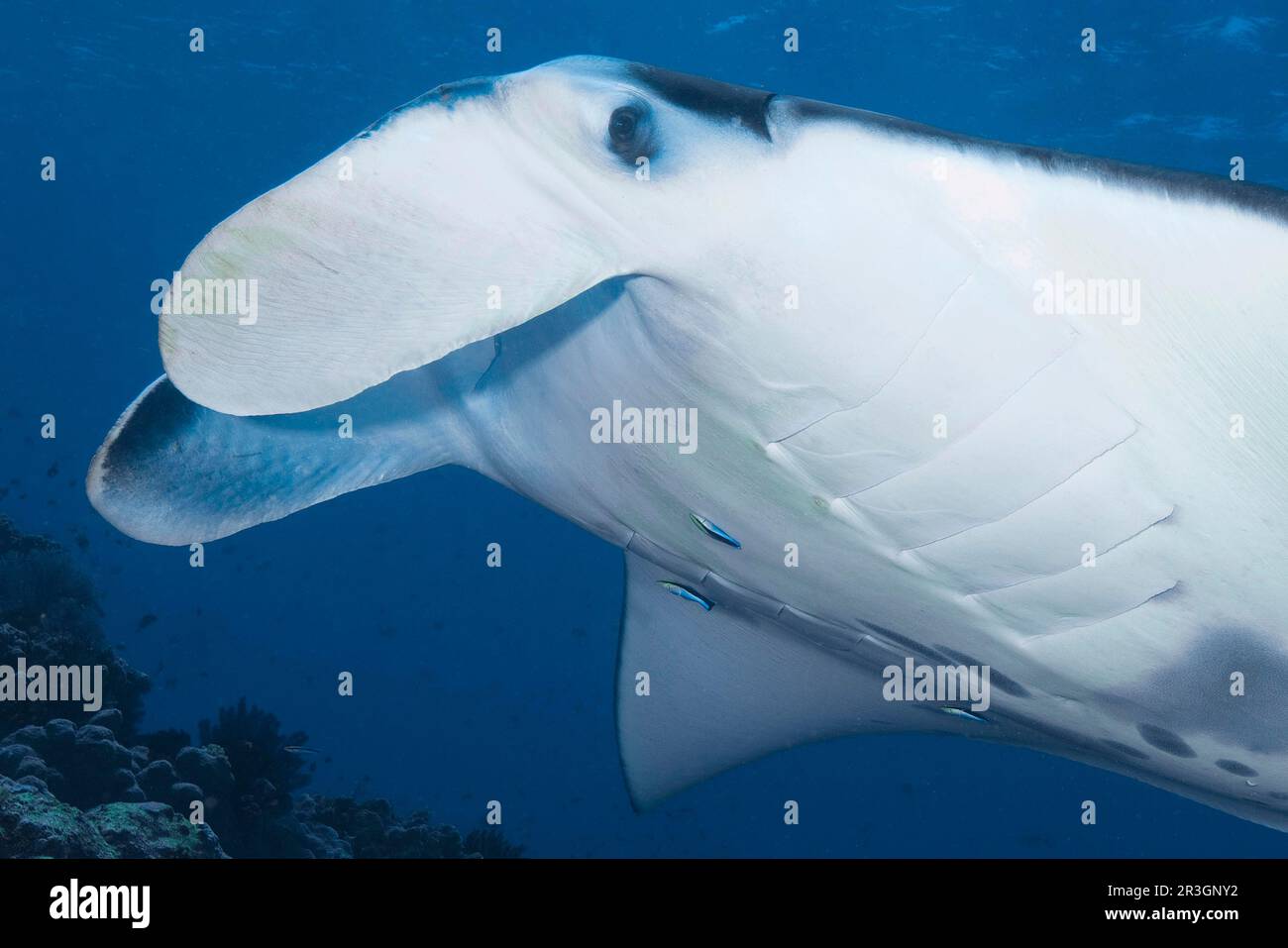 Giant ray manta ray (Manta birostris) hovers at cleaning station in ...