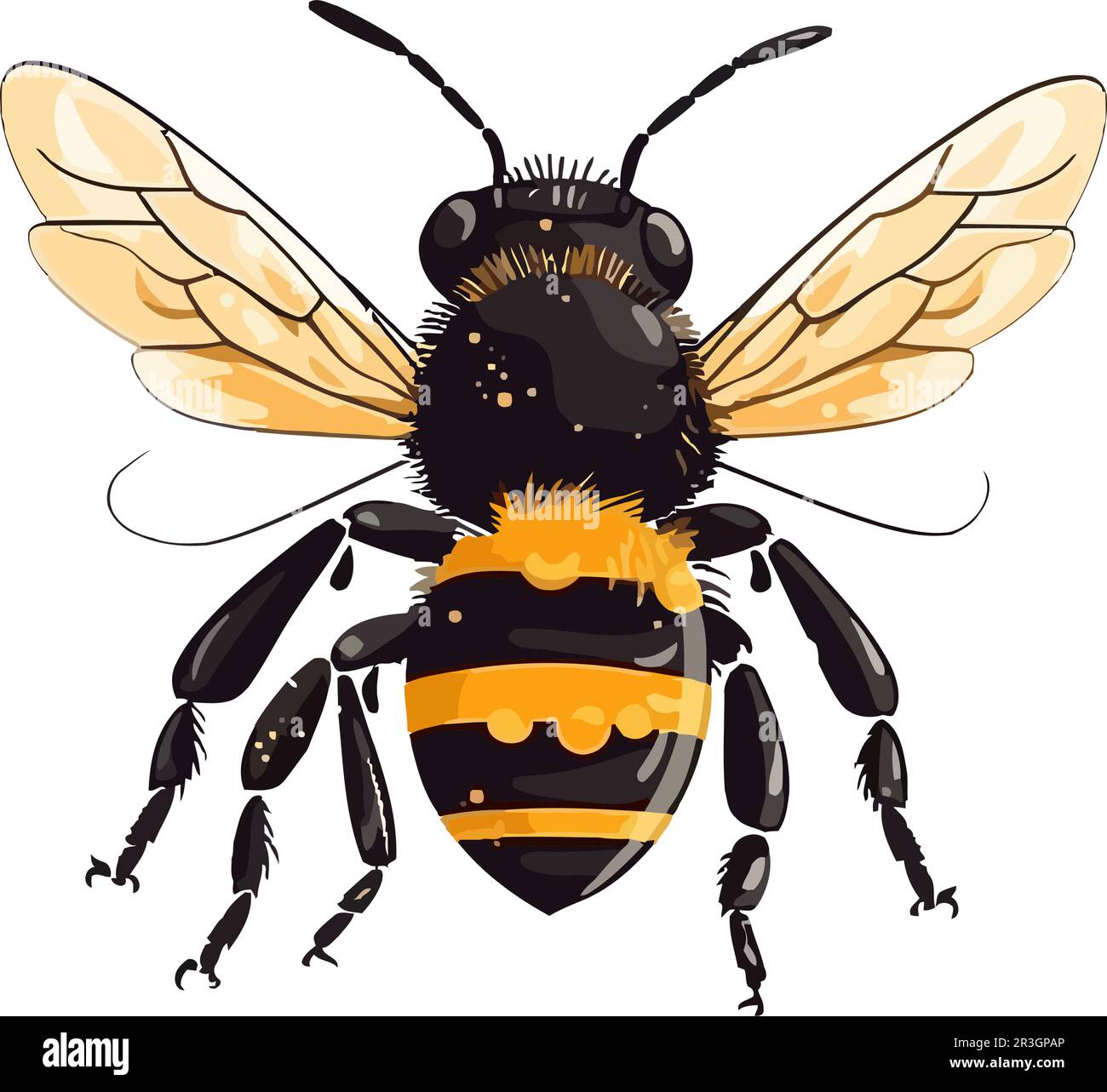 Busy bee insect isolated Stock Vector Image & Art - Alamy